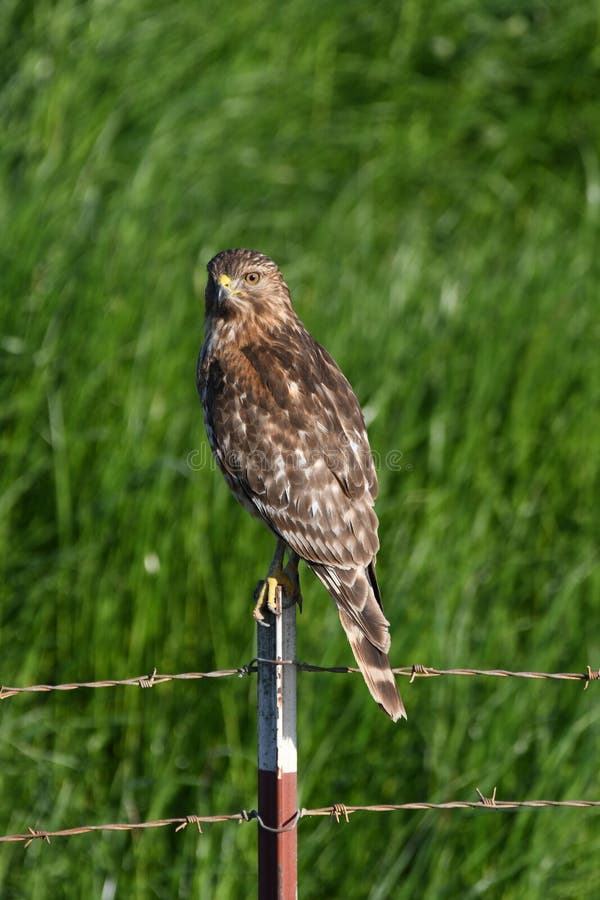 Red Tailed Hawk Perched on a Fence Post Stock Photo - Image of wild ...