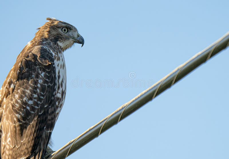 Red Tailed Hawk is Perched High on a Wire on a Sunny Day Stock Image ...