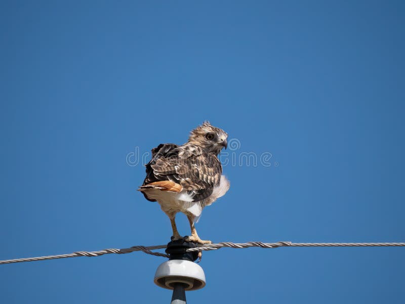 Red-Tailed Hawk Perched on the Insulator of a Power Pole with Blue Sky ...