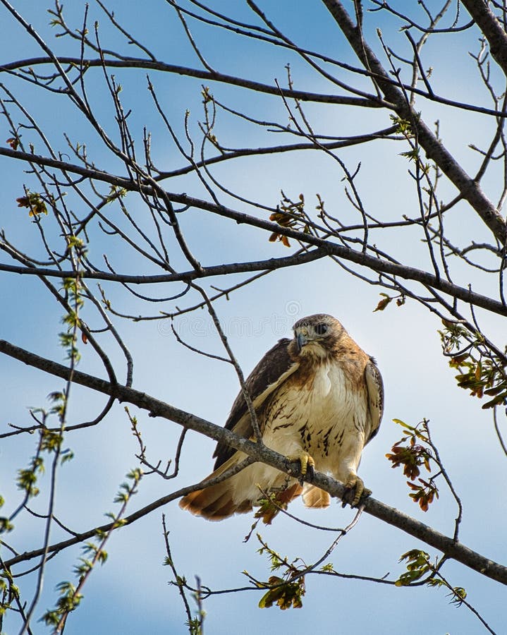 Red Tailed Hawk Perched Near Her Nest Stock Image - Image of seasonal ...
