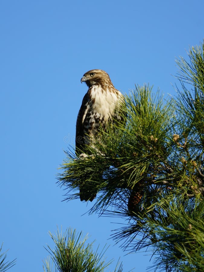 Red Tailed Hawk Perched Near Top of Pine Tree. Stock Image - Image of ...