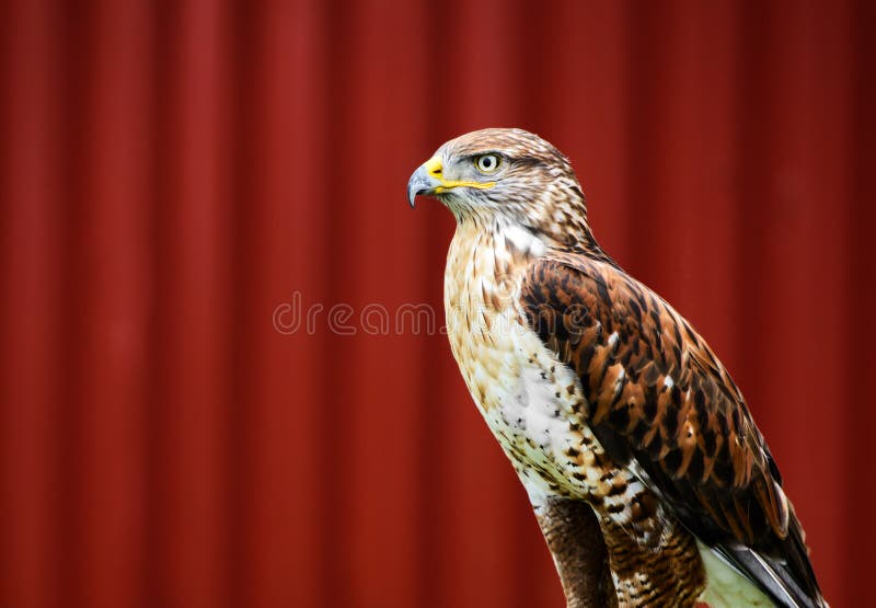 548 Red Tailed Hawk White Background Stock Photos - Free & Royalty-Free ...