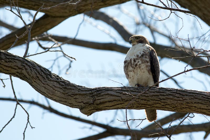 Isolated Red Tailed Hawk Perched in a Tree Stock Image - Image of ...
