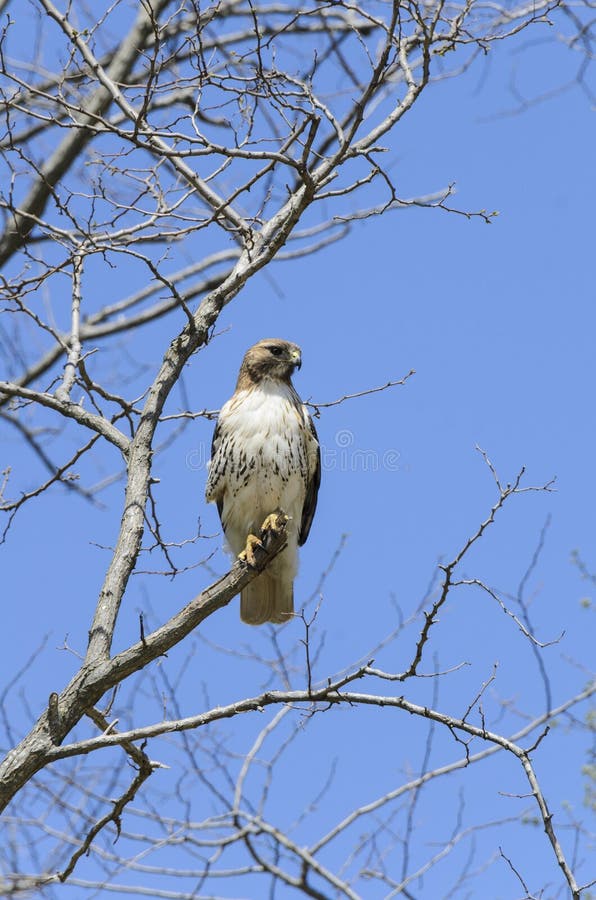 Red-tailed Hawk perched stock photo. Image of raptor - 85993726