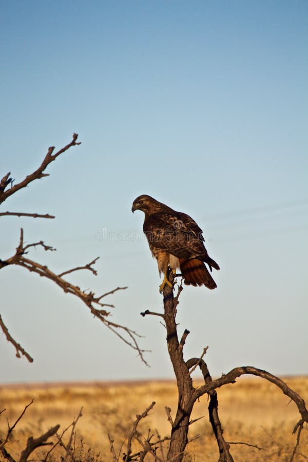 Red Tailed Hawk Perched stock photo. Image of branch - 145195658