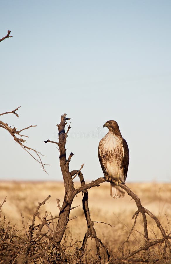 Red Tailed Hawk Perched stock photo. Image of blue, buteos - 145195690