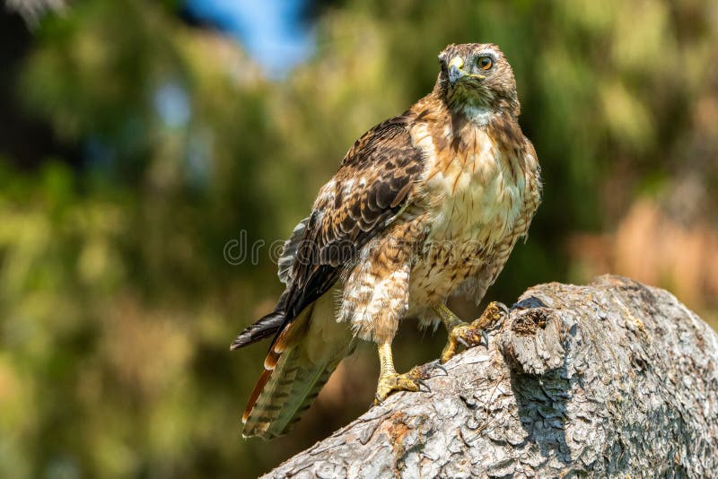 Red-tailed Hawk Perched on a Rock on a Sunny Day Stock Photo - Image of ...