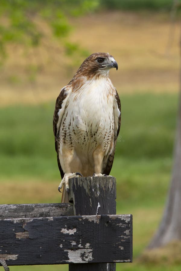 Red Tailed Hawk Perched on a Rustic Fence Post Stock Photo - Image of ...