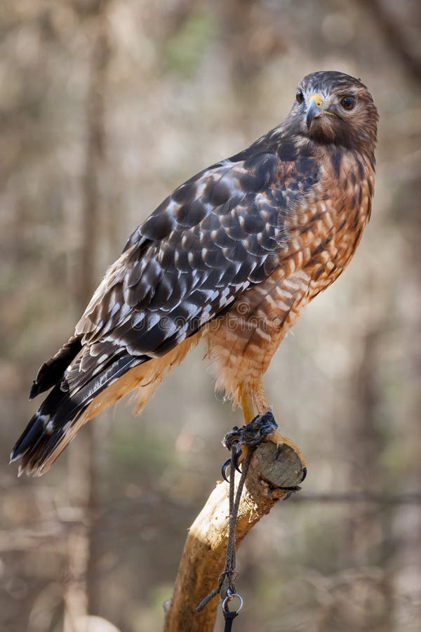 Red-tailed Hawk stock photo. Image of tailed, hunting - 41699322