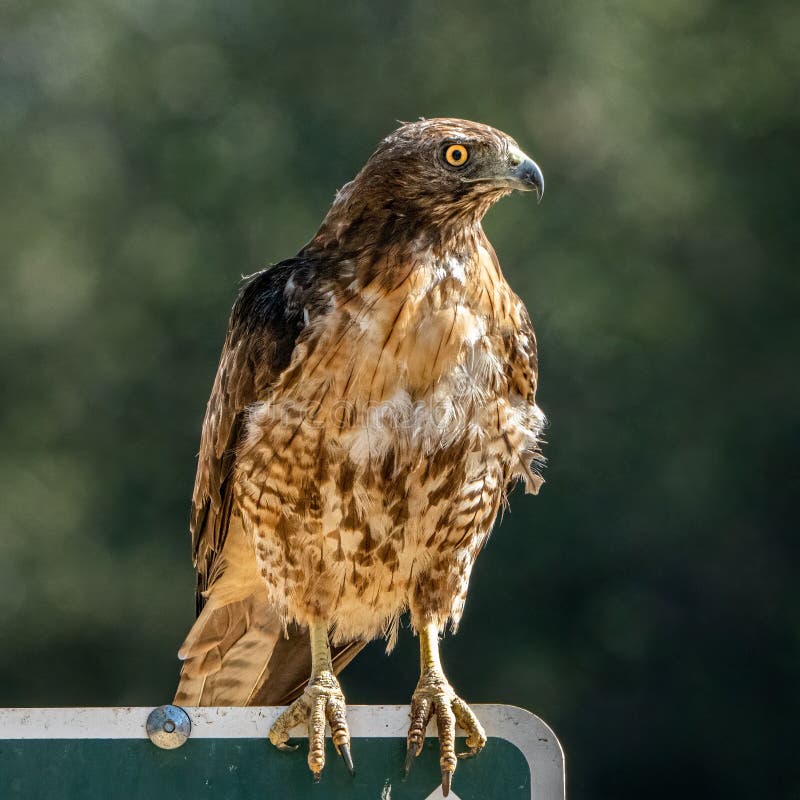 Red Tailed Hawk Perched on a Street Sign Stock Photo - Image of hunter ...