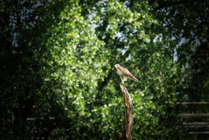 Red-Tailed Hawk Perched on Top of Dead Tree Trunk with Forest in ...