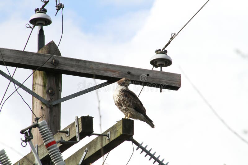 A Red Tailed Hawk Perched on Top of a Power Pole Stock Photo - Image of ...