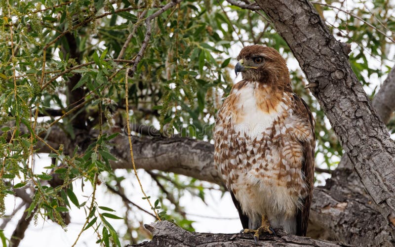Red-tailed Hawk Perched on a Tree Branch Stock Image - Image of perched ...