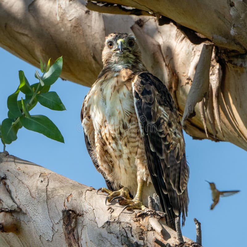 Red-tailed Hawk Perched on a Tree Branch on a Sunny Day Stock Image ...