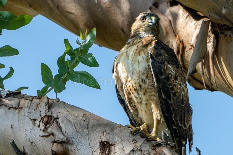 Red-tailed Hawk Perched on a Tree Branch on a Sunny Day Stock Photo ...