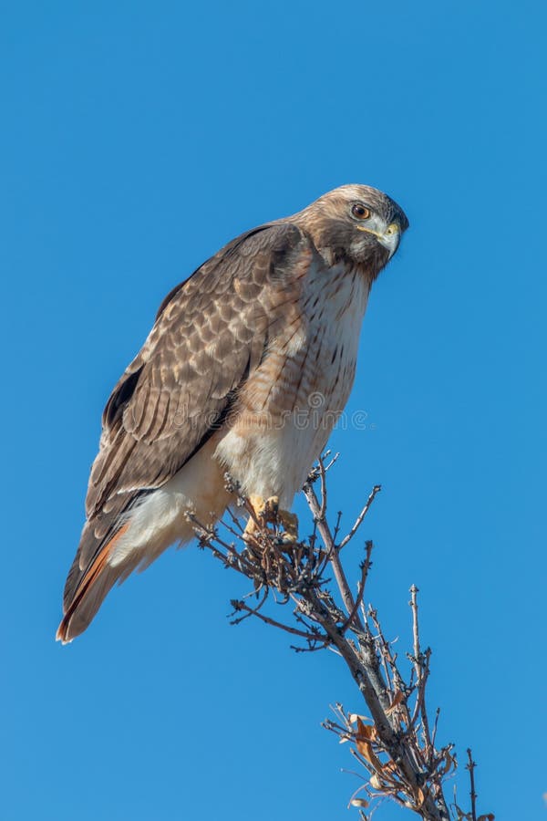 Red Tailed Hawk Perched on a Tree Branch Stock Photo - Image of tailed ...