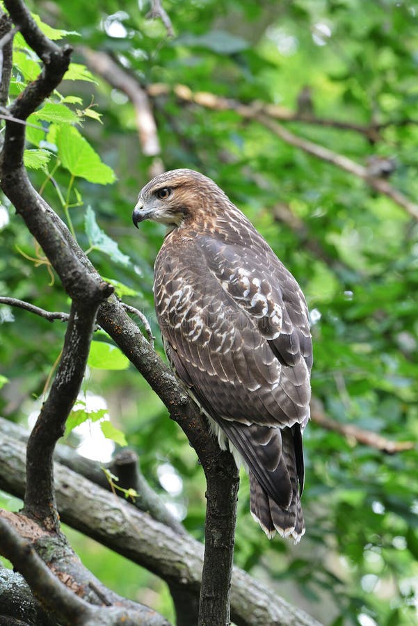 Red-tailed Hawk Perched in a Tree Stock Photo - Image of prey, bird ...