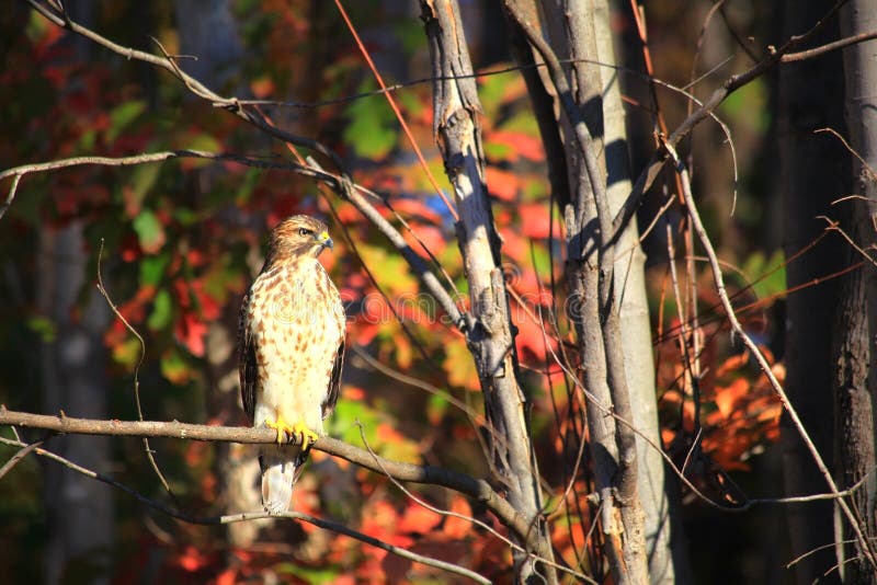 Red Tailed Hawk stock photo. Image of raptor, wildlife - 30381766