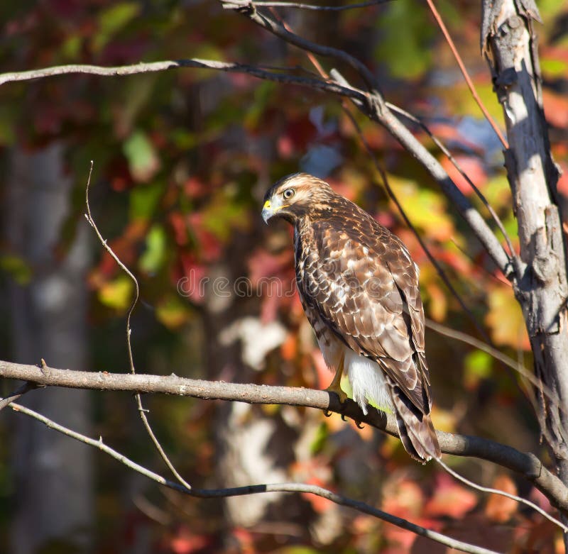 Red Tailed Hawk stock image. Image of feathers, prey - 30381837