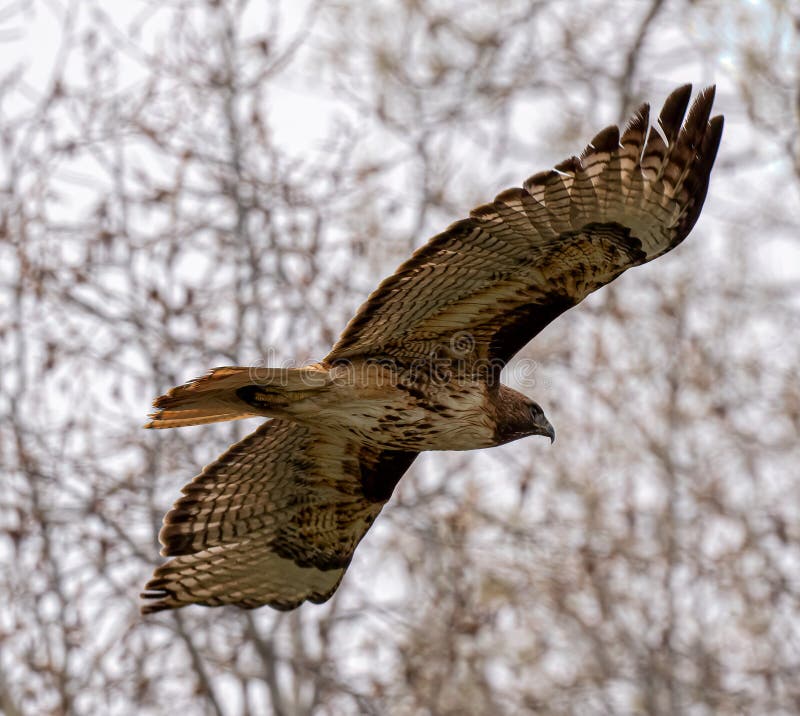 Red-tailed Hawk Perched in a Tree and the Flies Away at the Jackson Dam ...