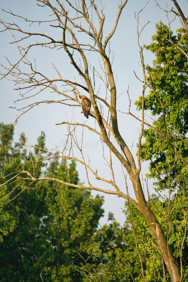 Red-tailed Hawk Perched in a Tree Top Perched High in a Dead and Bare ...