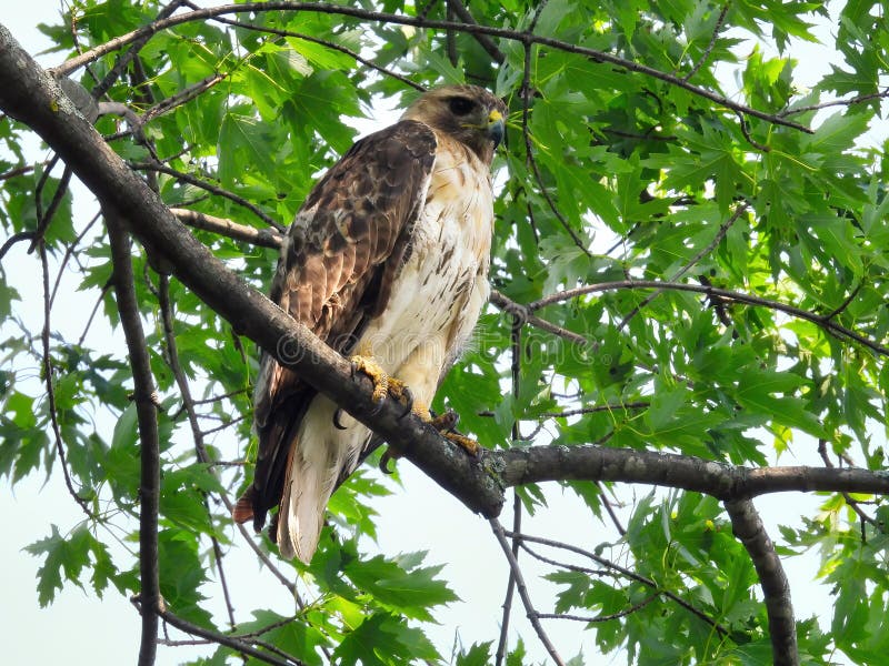 Red-Tailed Hawk Perched in a Tree Top Stock Image - Image of talons ...