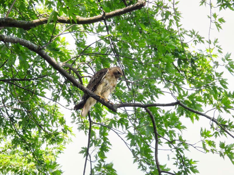 Red-Tailed Hawk Perched in a Tree Top Stock Photo - Image of look ...