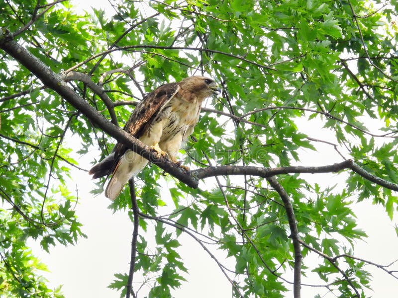 Red-Tailed Hawk Perched in a Tree Top Stock Image - Image of predator ...
