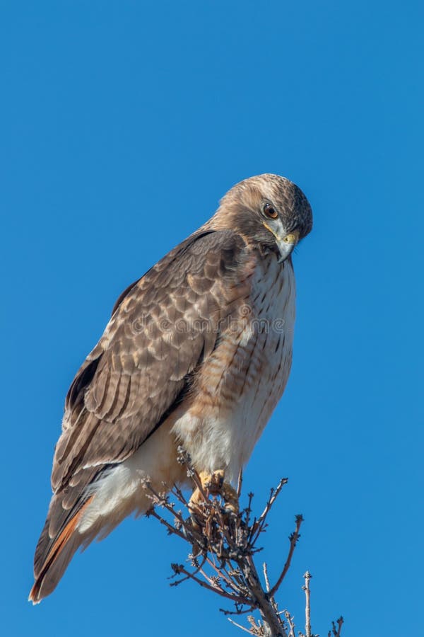 Red Tailed Hawk Perched in a Tree Stock Photo - Image of bird, wild ...
