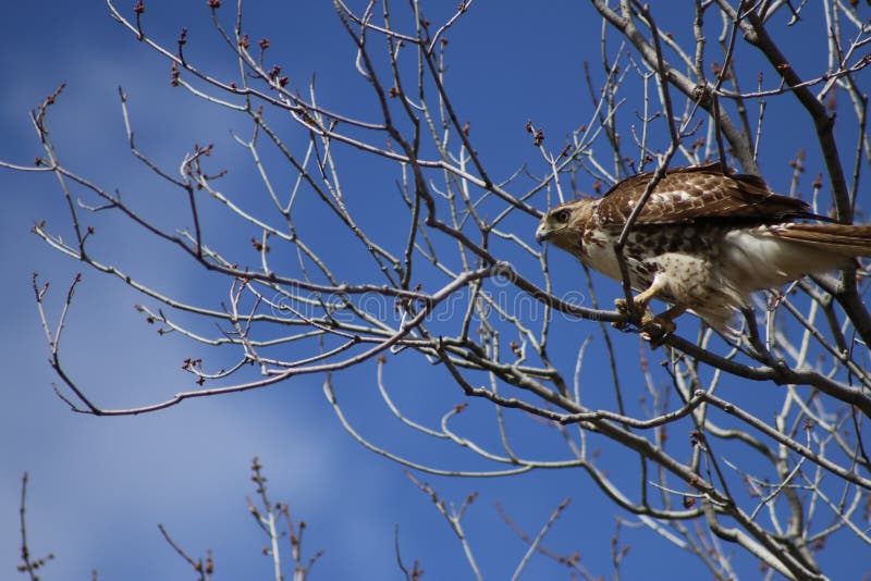 Red-Tailed Hawk Perched in Trees Stock Photo - Image of tailed, profile ...
