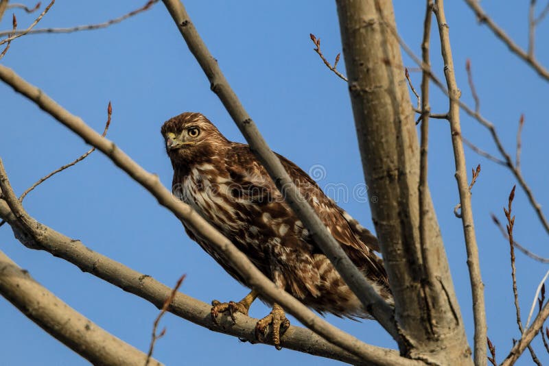 Hawk perched in a tree. stock image. Image of perched - 114239681