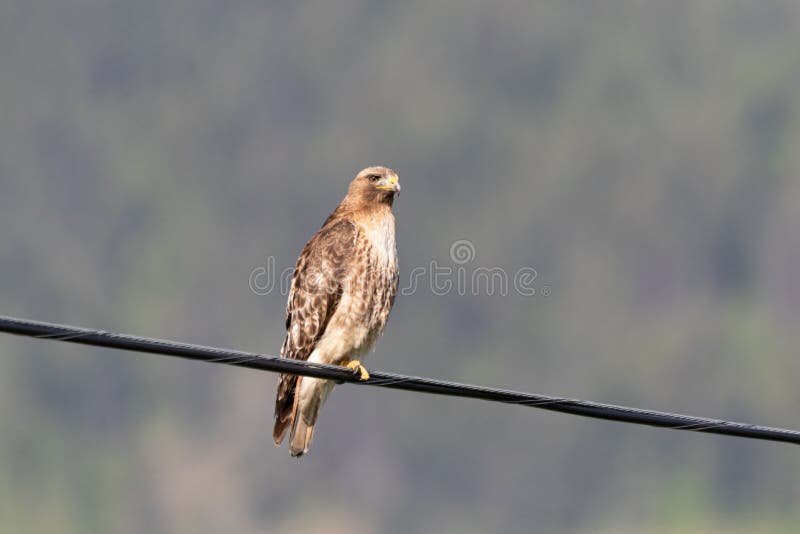 Red-tailed Hawk Perched on a Wire. Stock Photo - Image of birdwatching ...