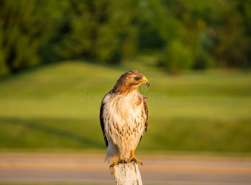 A Red Tailed Hawk Perches on a Wooden Post in the Afternoon. Stock ...