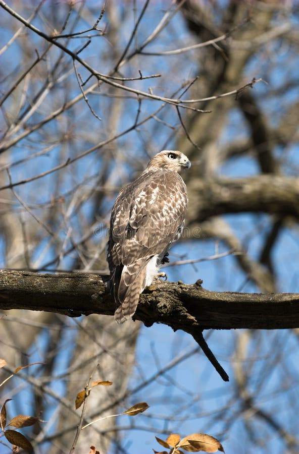 Red-tailed Hawk Perching on a Tree Branch Against a Blurred Background ...