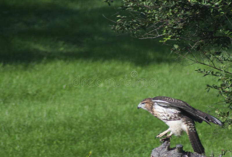 Red-tailed Hawk Standing on Top of a Log Stock Image - Image of brown ...