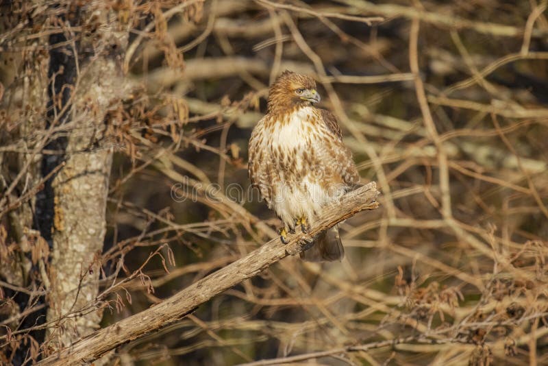 Red Tailed Hawk Plumage stock image. Image of white - 206354605