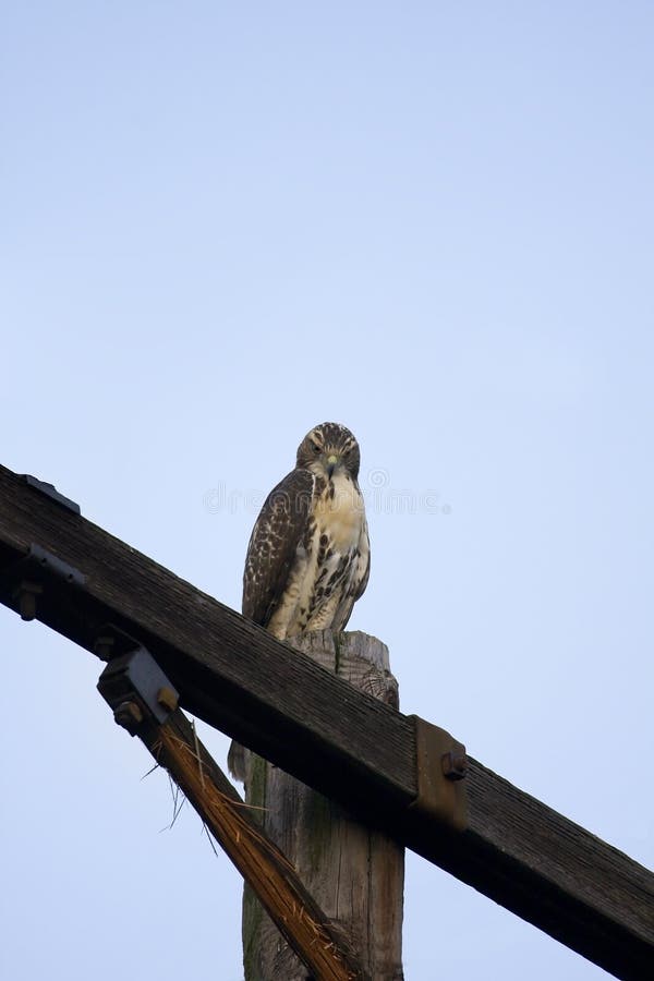 Red Tailed Hawk On Pole Picture. Image: 5932393