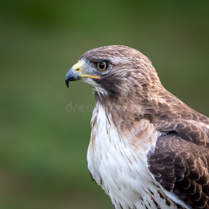 Red Tailed Hawk stock photo. Image of redtailed, predatory - 221329932