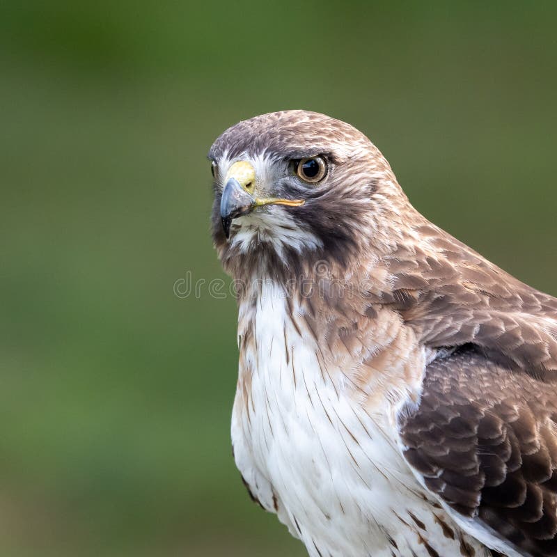 Red Tailed Hawk Portrait stock photo. Image of chickenhawk - 221329896