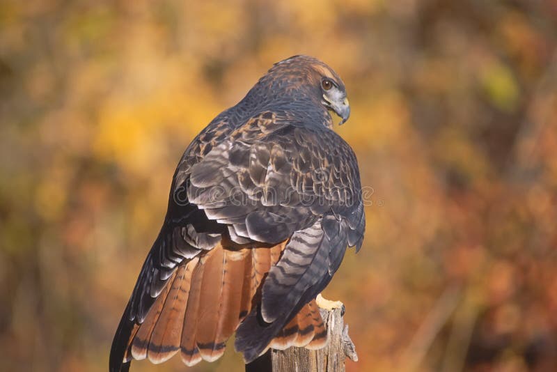 Red tailed hawk portrait stock image. Image of prey, hawk - 5556597