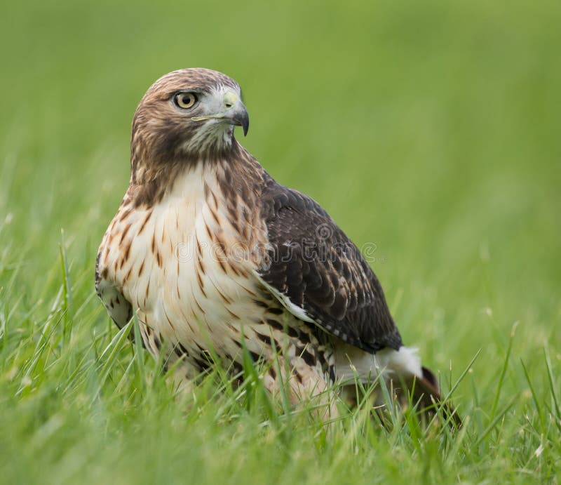 Red Tailed Hawk stock image. Image of horned, fishing - 91927549