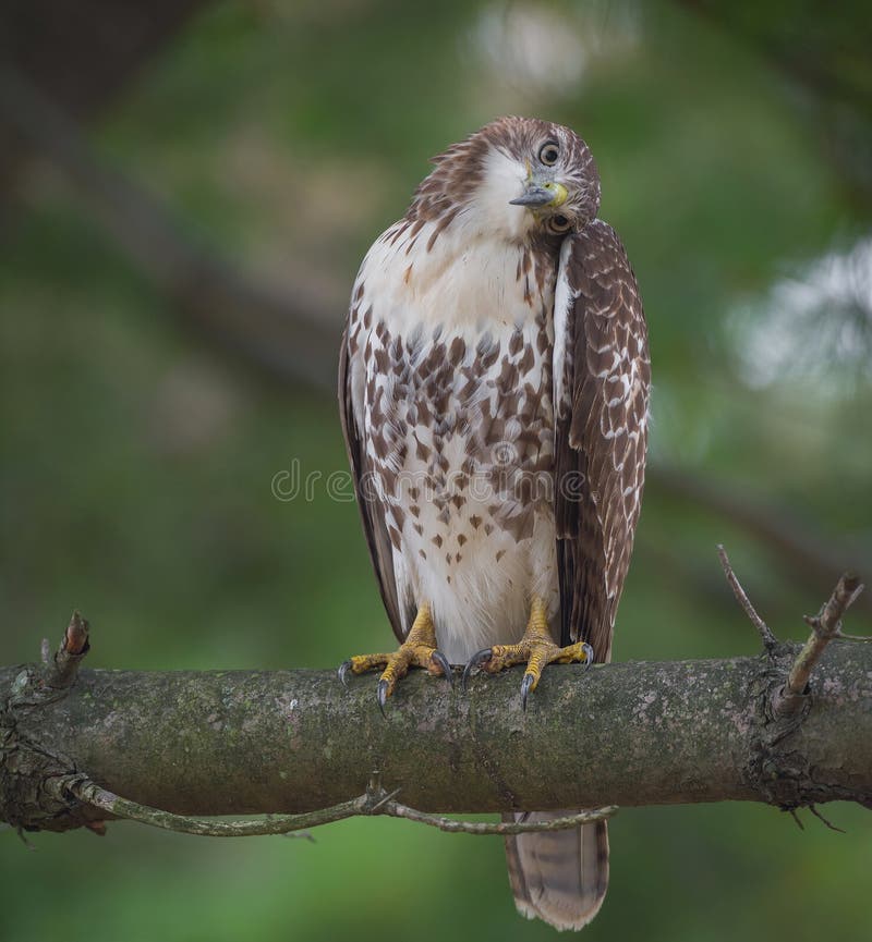 229 Red Tailed Hawk Fish Stock Photos - Free & Royalty-Free Stock ...