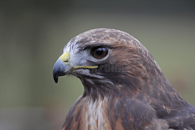 Red-tailed Hawk Portrait stock photo. Image of fast, redtailed - 31509948