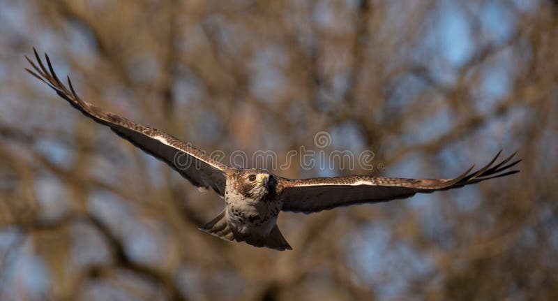 A Red-tailed Hawk Portrait stock photo. Image of horned - 142172788