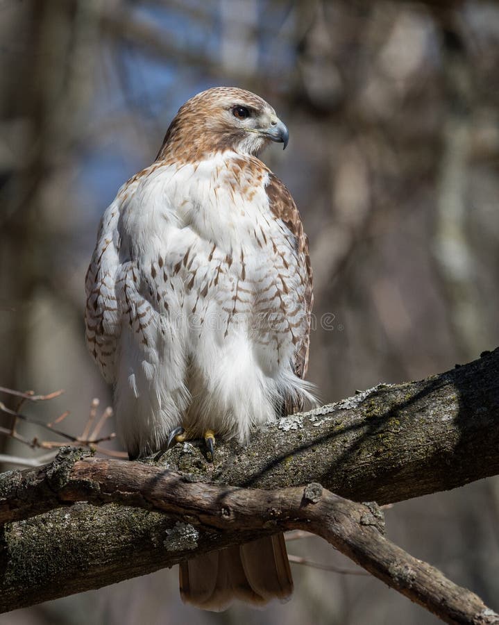 Red Tailed Hawk Portrait stock photo. Image of cape - 110004656