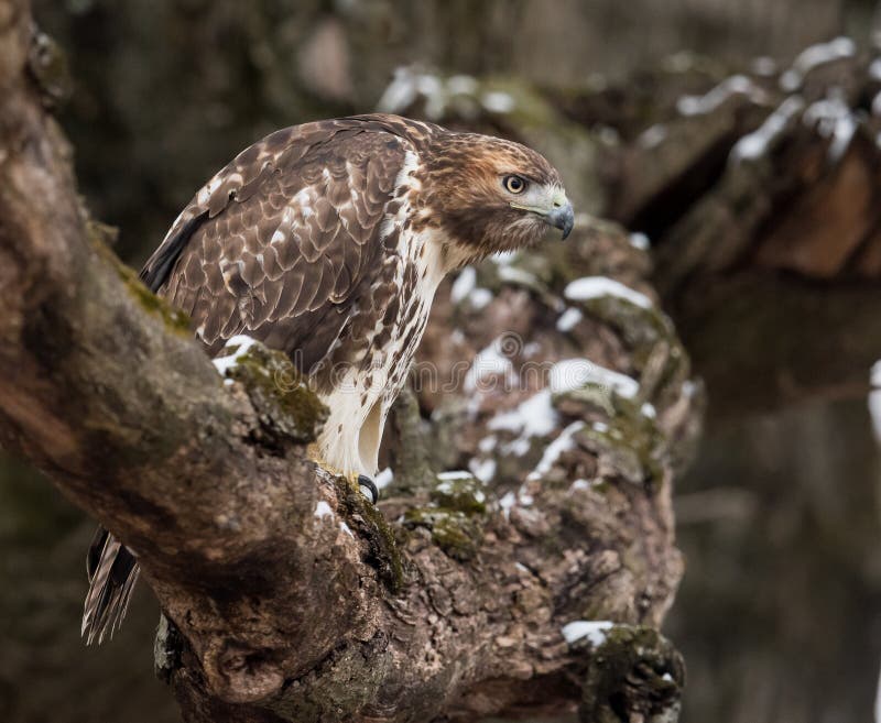 Picture Baby Red Tailed Hawk Stock Photos - Free & Royalty-Free Stock ...
