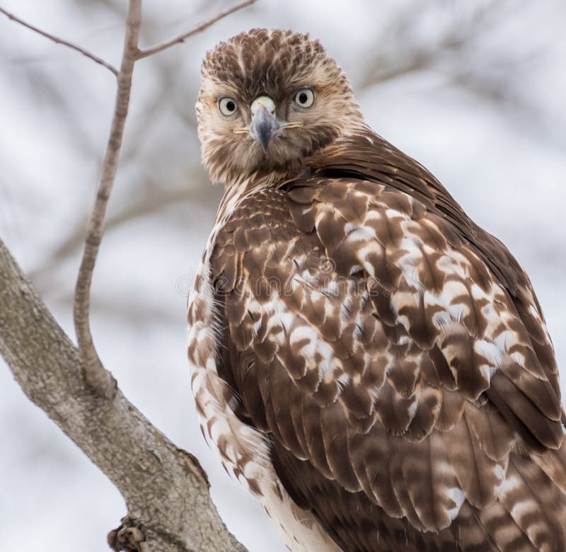 Picture Baby Red Tailed Hawk Photos - Free & Royalty-Free Stock Photos ...