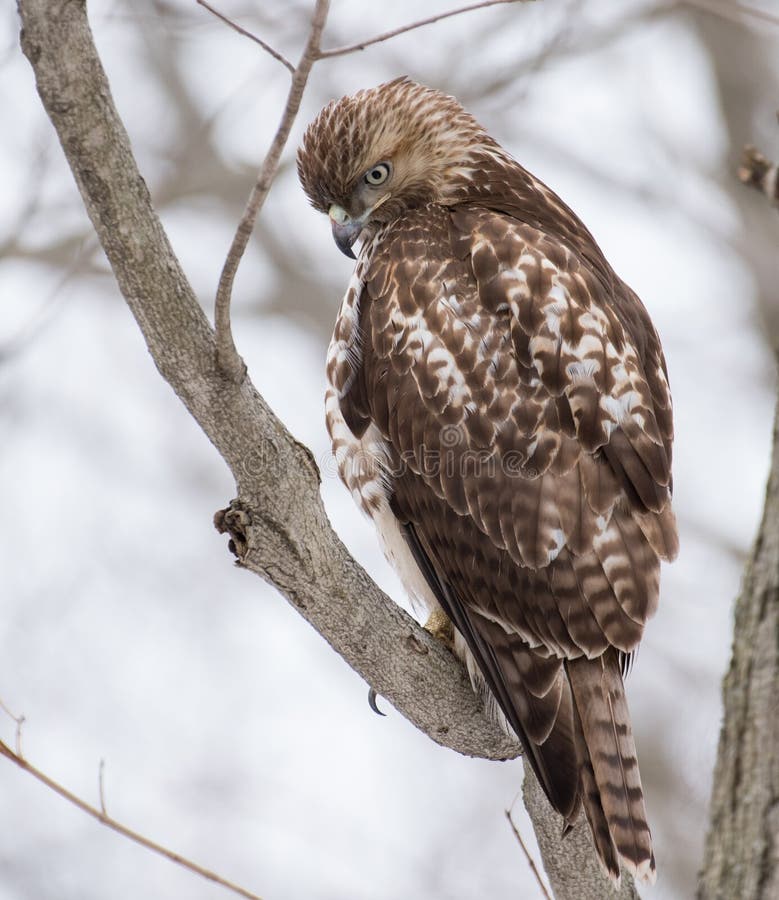 Red Tailed Hawk Portrait stock photo. Image of florida - 112530936