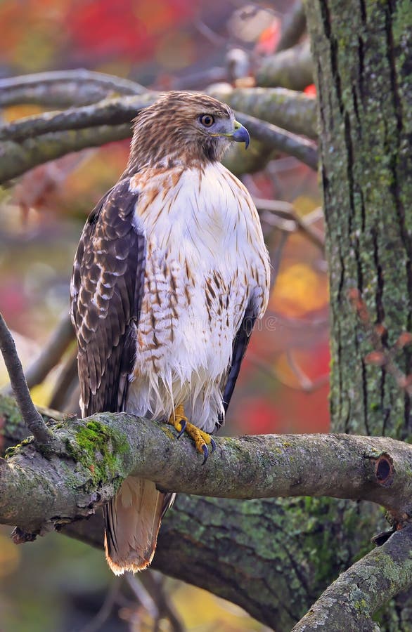 Red-tailed Hawk Portrait Wit Autumn Leaves Color Background, Stock ...