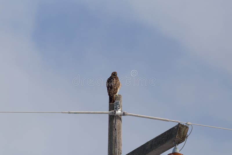 Red-Tailed Hawk on Power Pole Stock Image - Image of hawk, line: 91570671